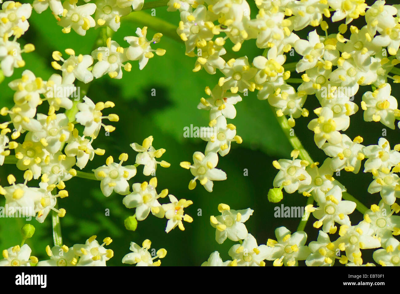 European black elder, Elderberry, Common elder (Sambucus nigra ...