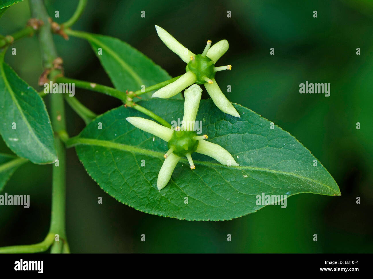 European spindle-tree (Euonymus europaea, Euonymus europaeus), flowers ...