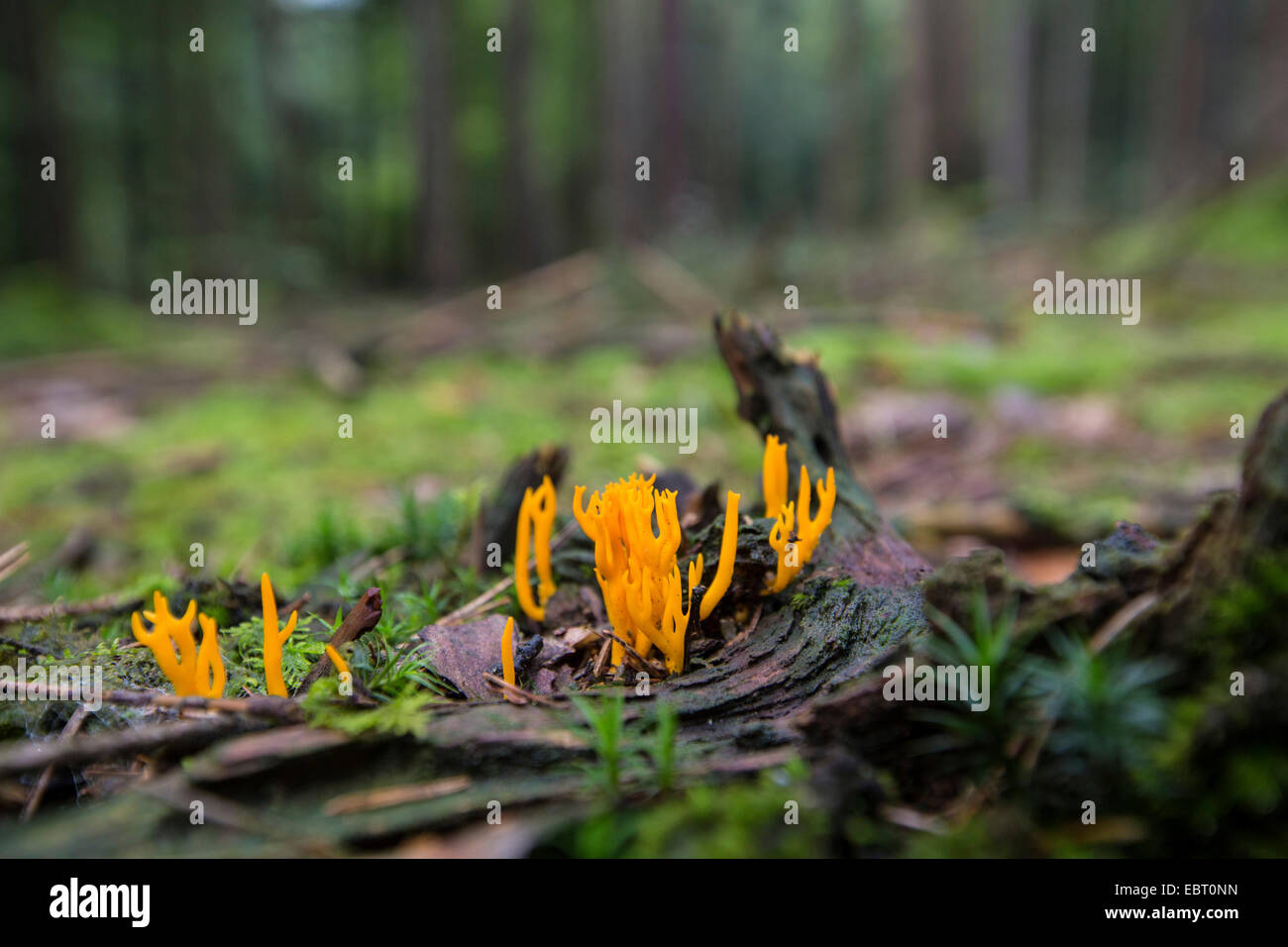 Saprobe hi-res stock photography and images - Alamy