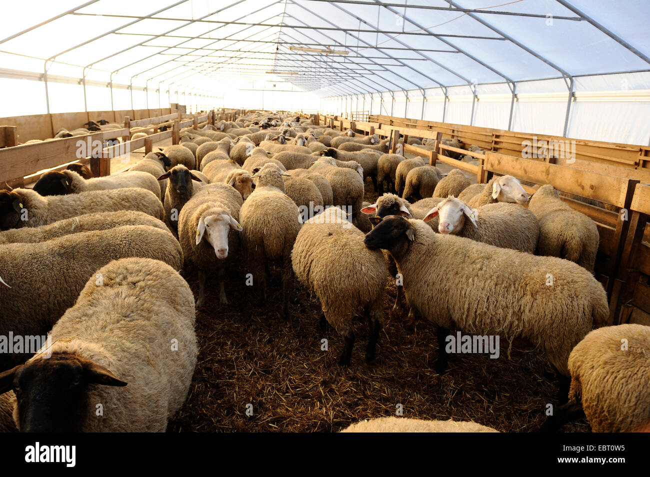 Sheep in a stable hi-res stock photography and images - Alamy