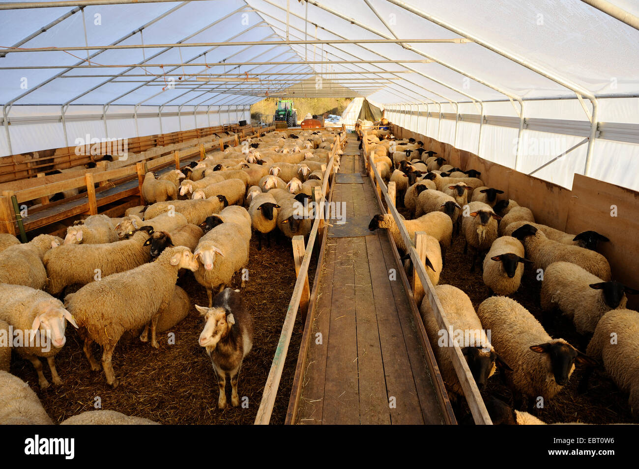 domestic sheep (Ovis ammon f. aries), unshorn sheep in a stable ...