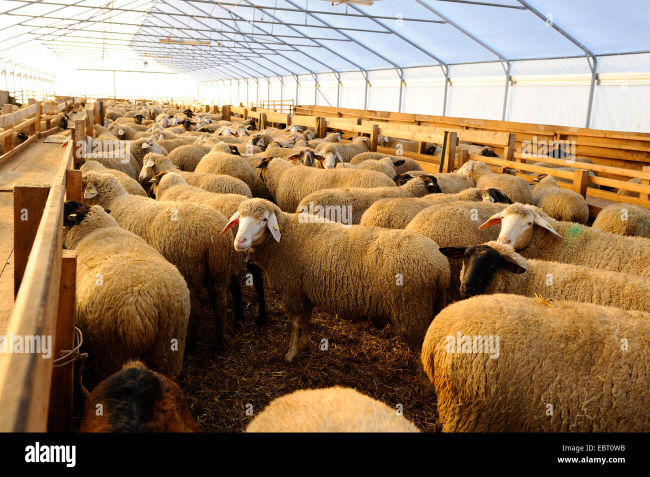 Sheep in a stable hi-res stock photography and images - Alamy