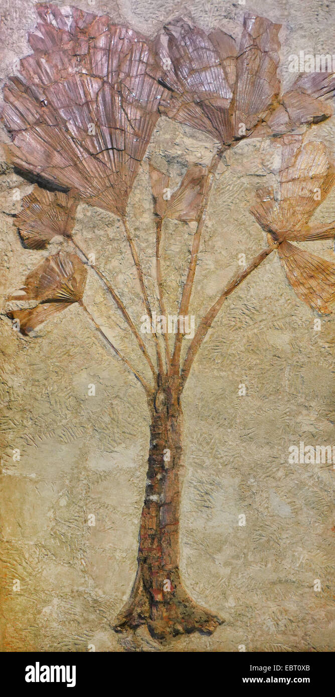 Palm (Sabal spec.), fossile palm from paleogene (55-35 Mio years Stock ...