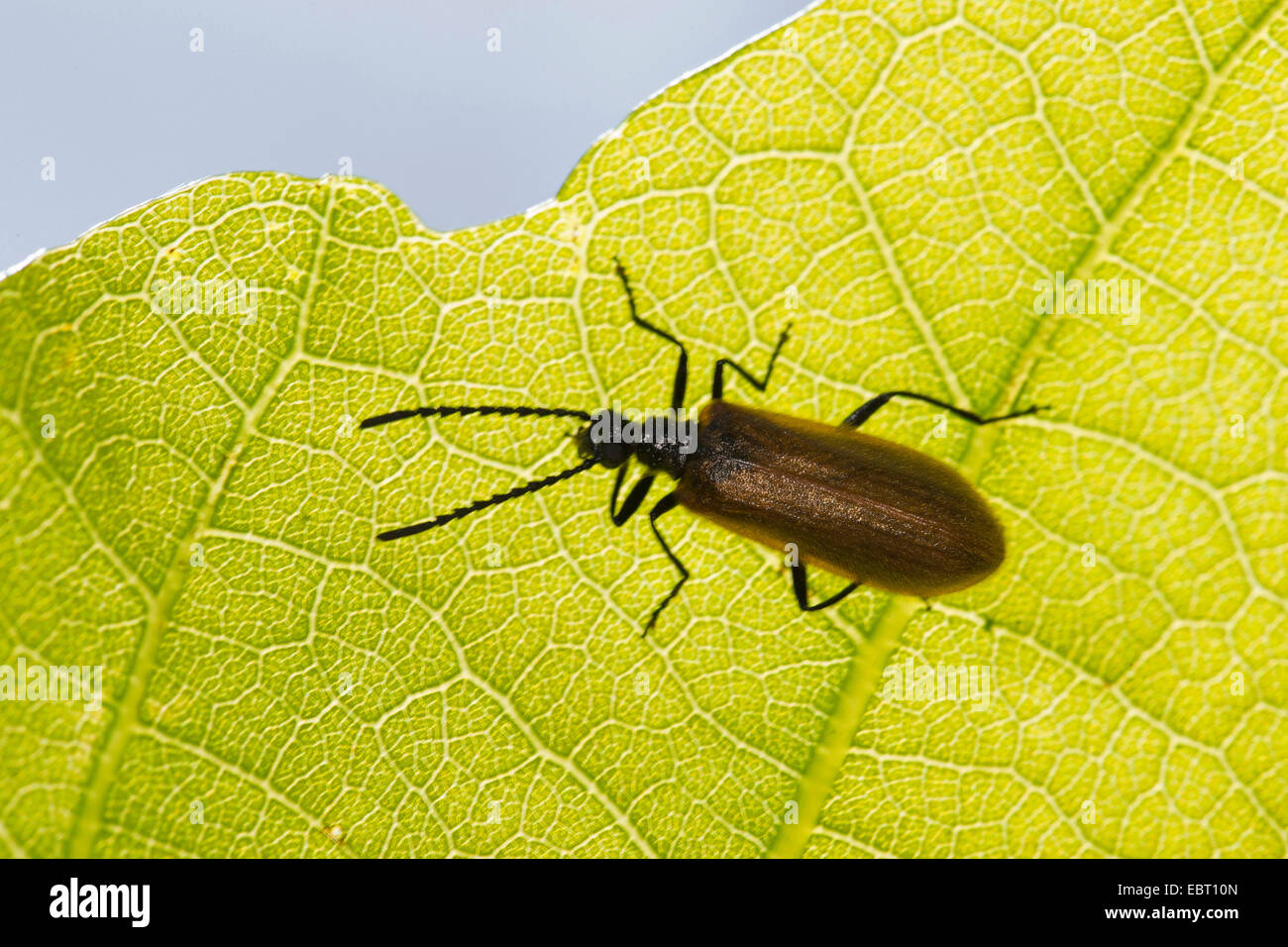 Lagria atripes hi-res stock photography and images - Alamy