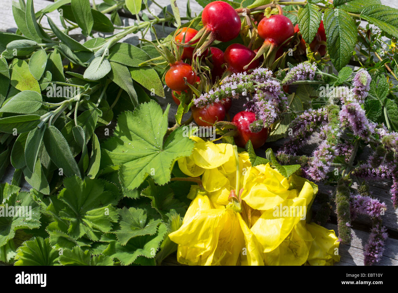 ingredients for women's tea, Germany Stock Photo - Alamy