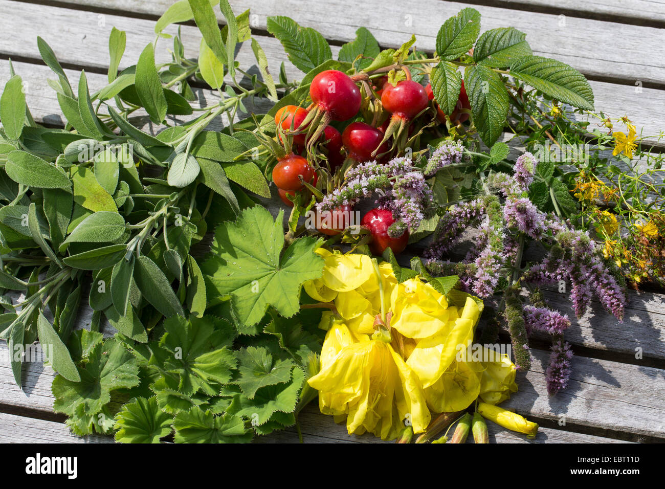 ingredients for women's tea, Germany Stock Photo - Alamy