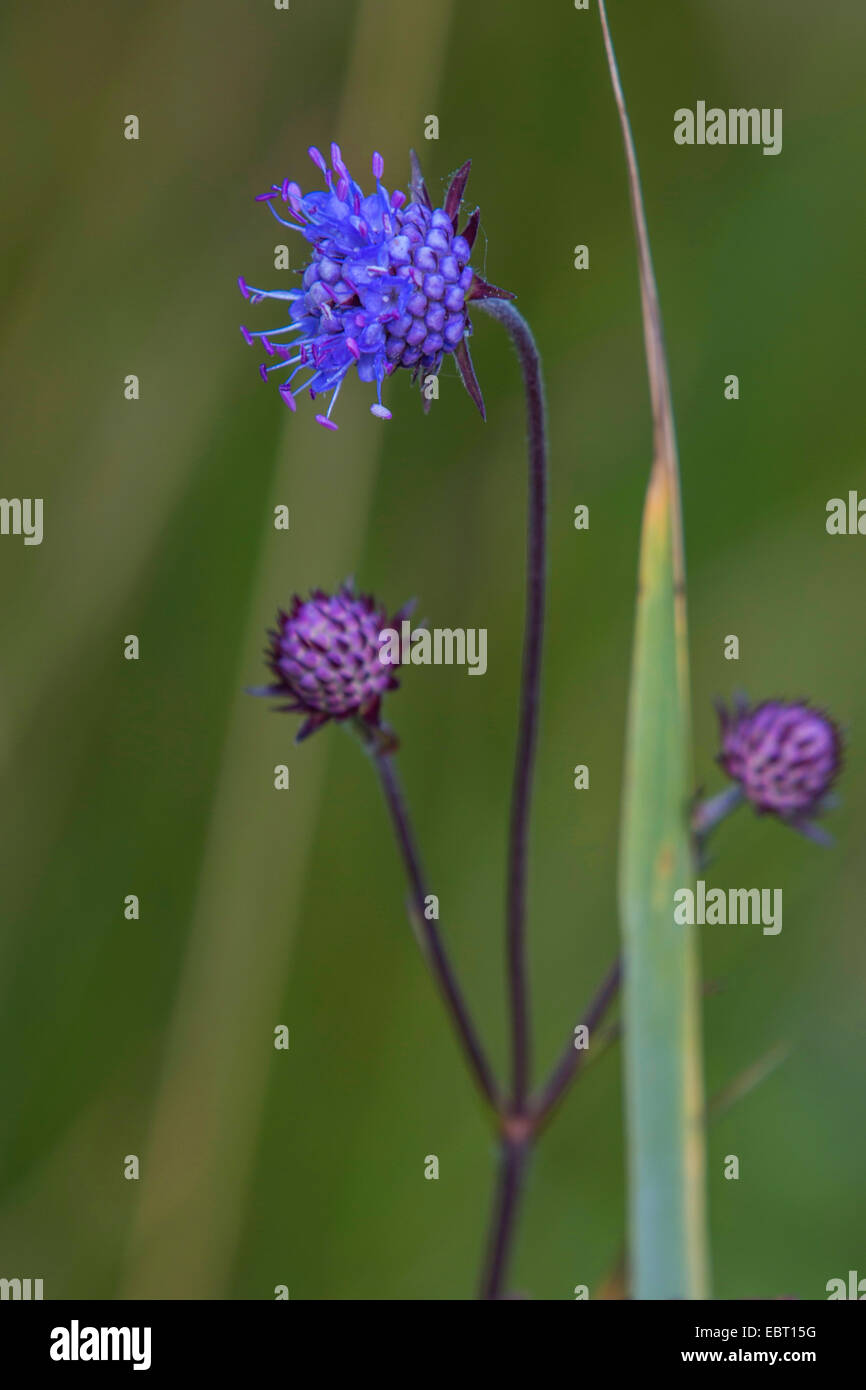 devil's-bit scabious, devil's-bit (Succisa pratensis), blooming ...