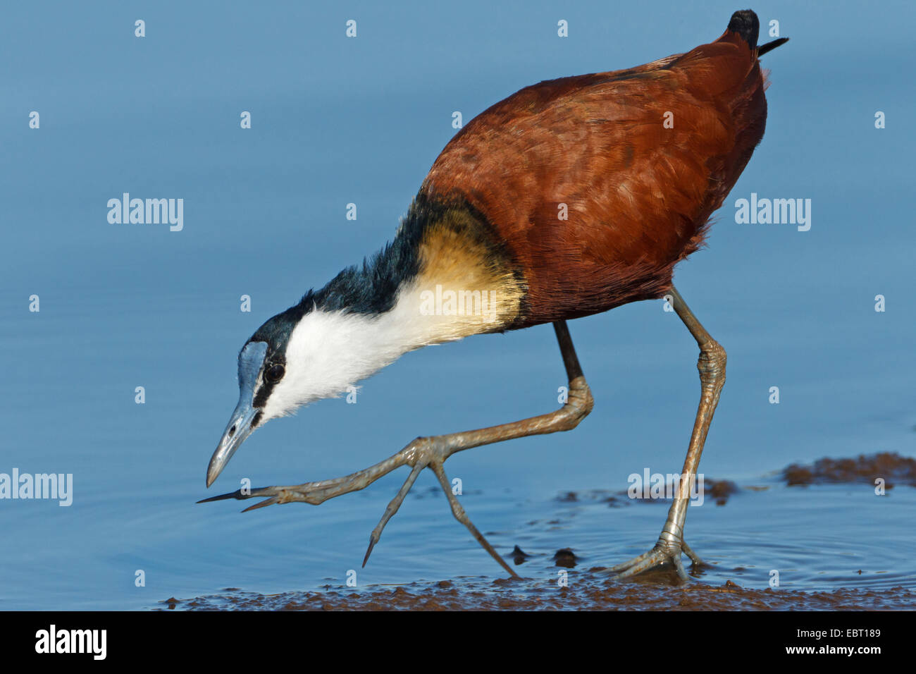 African jacana (Actophilornis africana), on the feed at a waterside ...