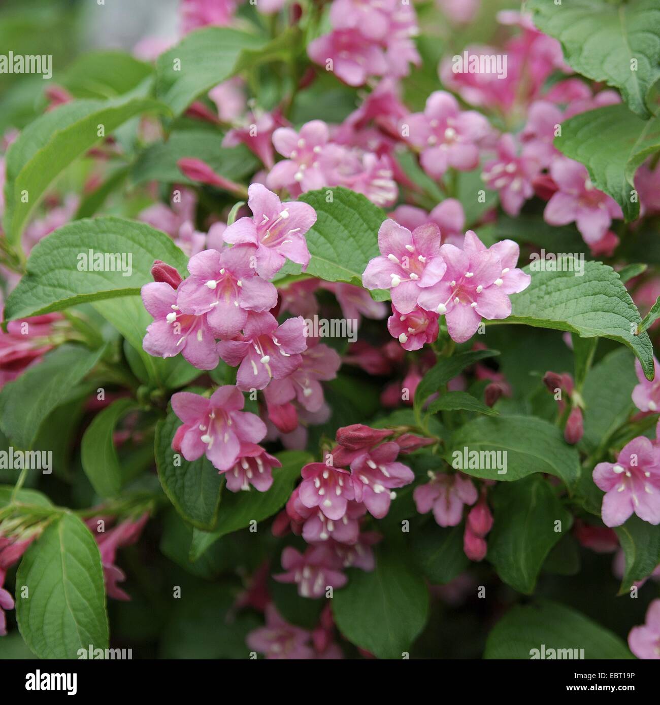 Weigela bush hi-res stock photography and images - Alamy