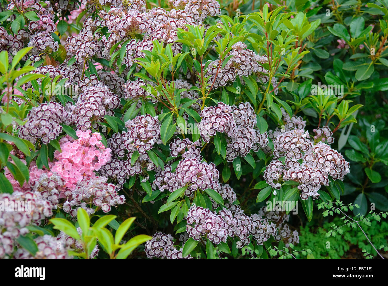 mountain laurel (Kalmia latifolia 'Nani', Kalmia latifolia Nani ...