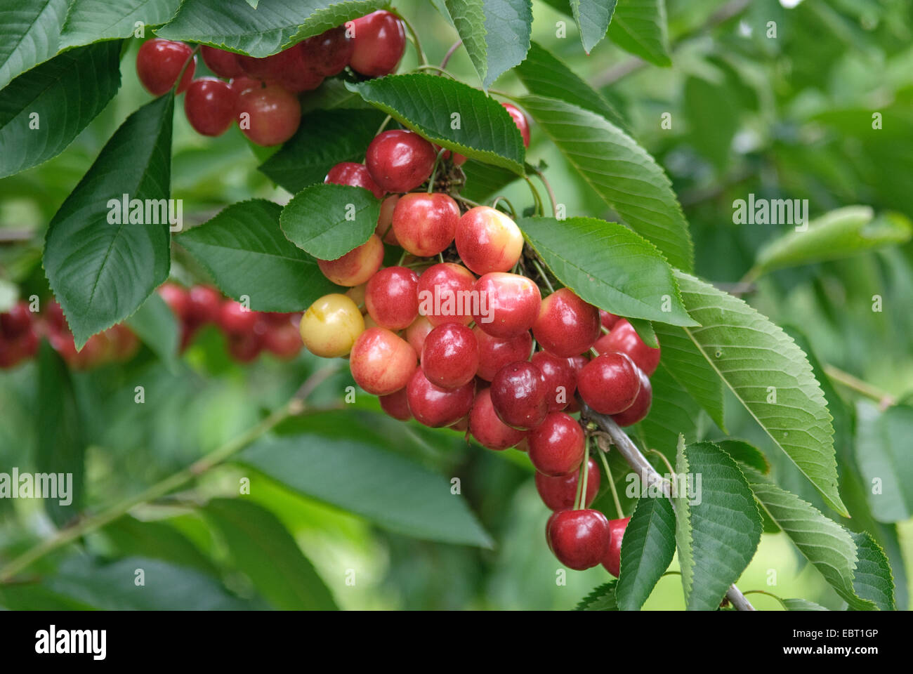 Cherry tree, Sweet cherry (Prunus avium 'Napoleon', Prunus avium ...