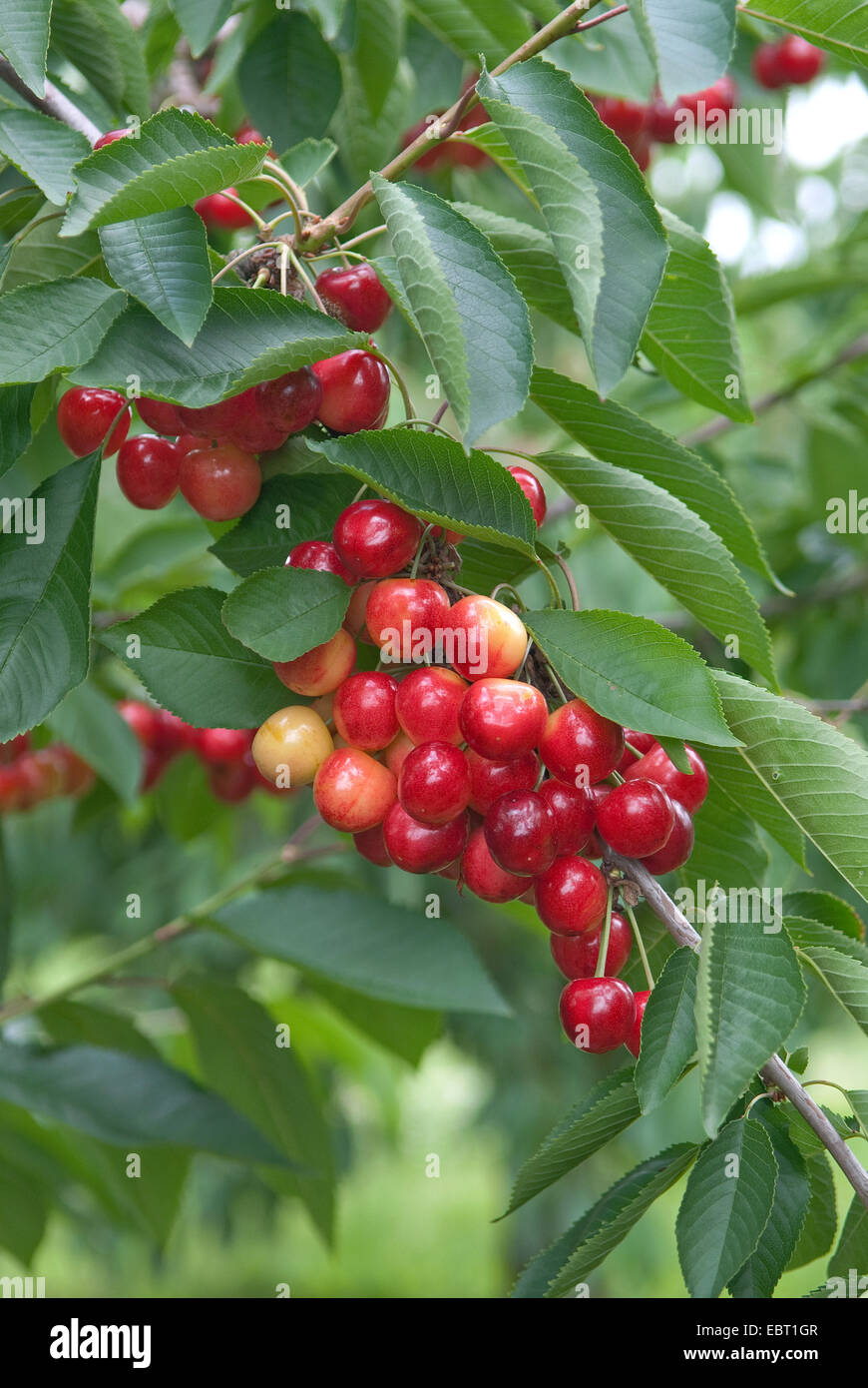 Prunus avium napoleon hi-res stock photography and images - Alamy