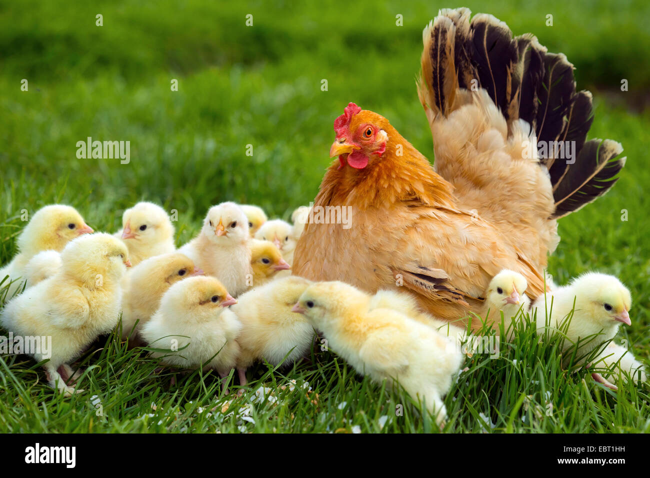 bantam (Gallus gallus f. domestica), hen with chicks, Germany, North ...