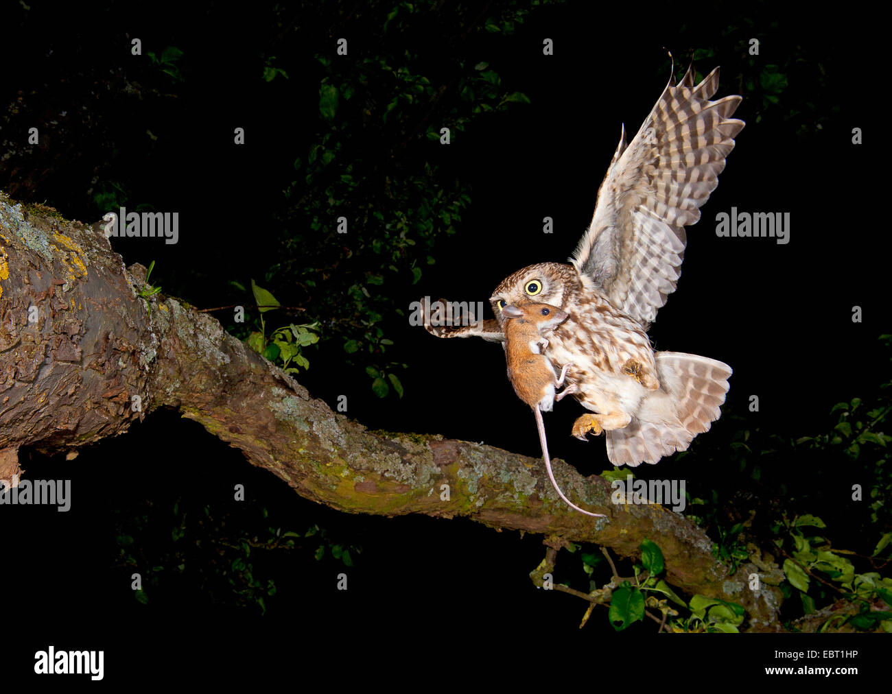 Owl flying with mouse hi-res stock photography and images - Alamy
