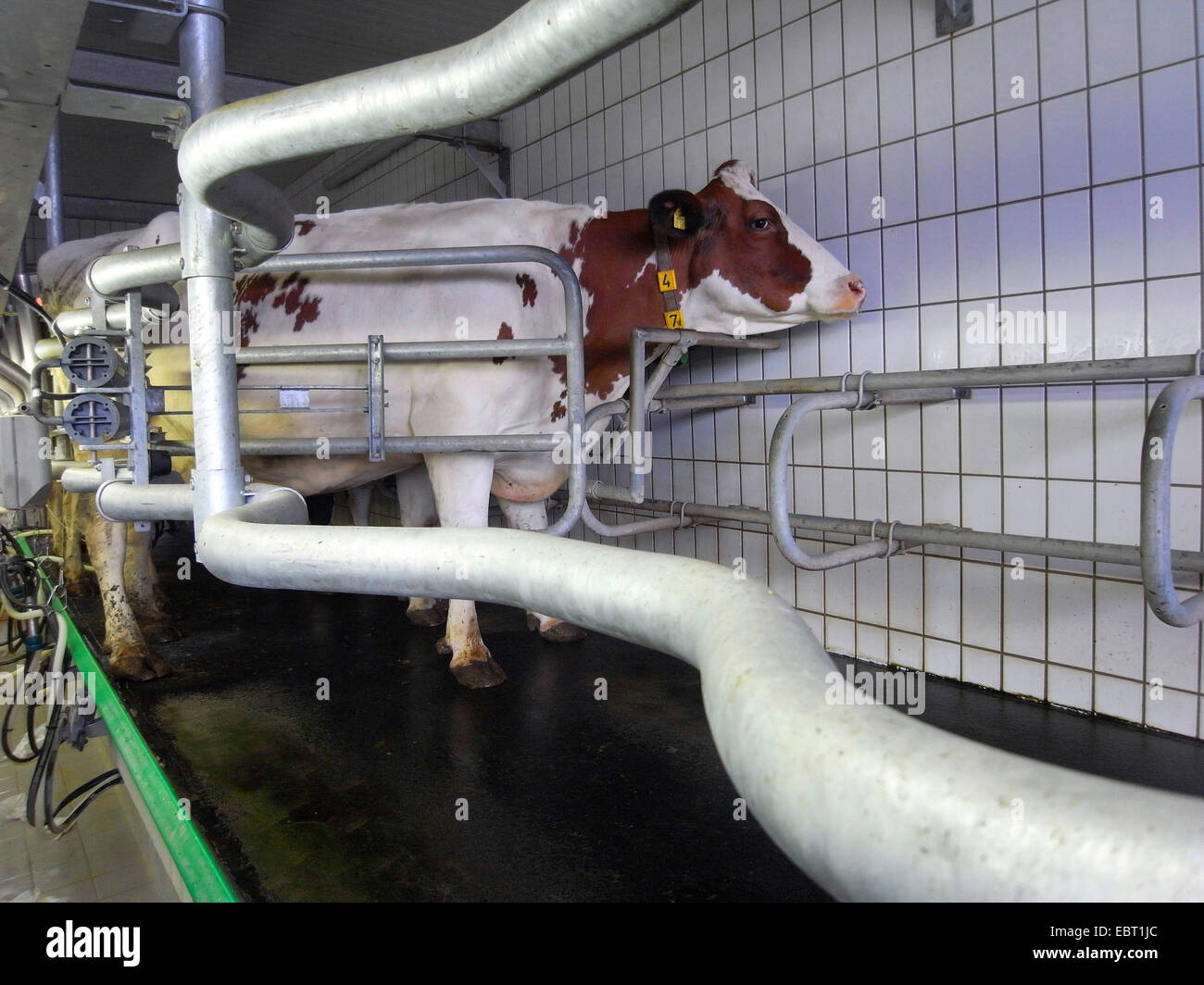 Milking Parlour Layout Milking Parlour Schippers USA