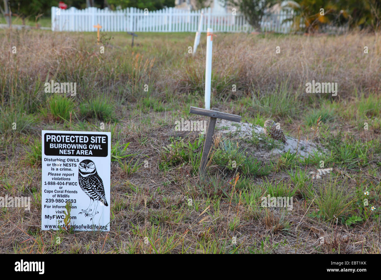 Burrowing Owl (Speotyto cunicularia, Athene cunicularia), owl sitting ...