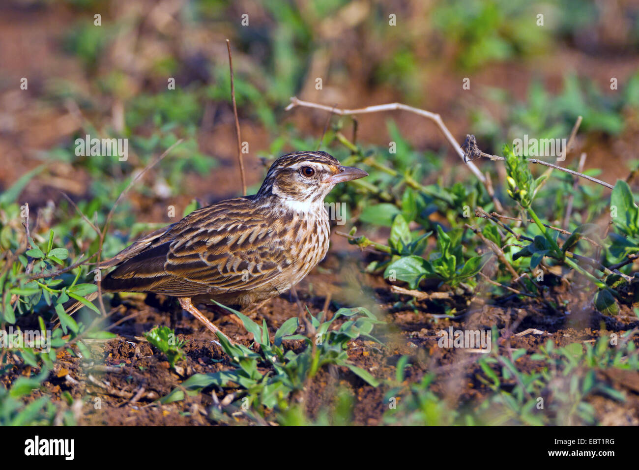 Large-billed Lark, Southern Thick-billed Lark (Galerida magnirostris ...