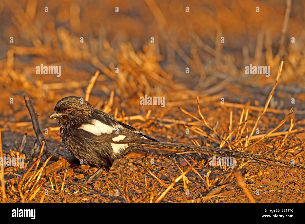 Shrike shrikes bird birds animal animals africa african wildlife nature ...
