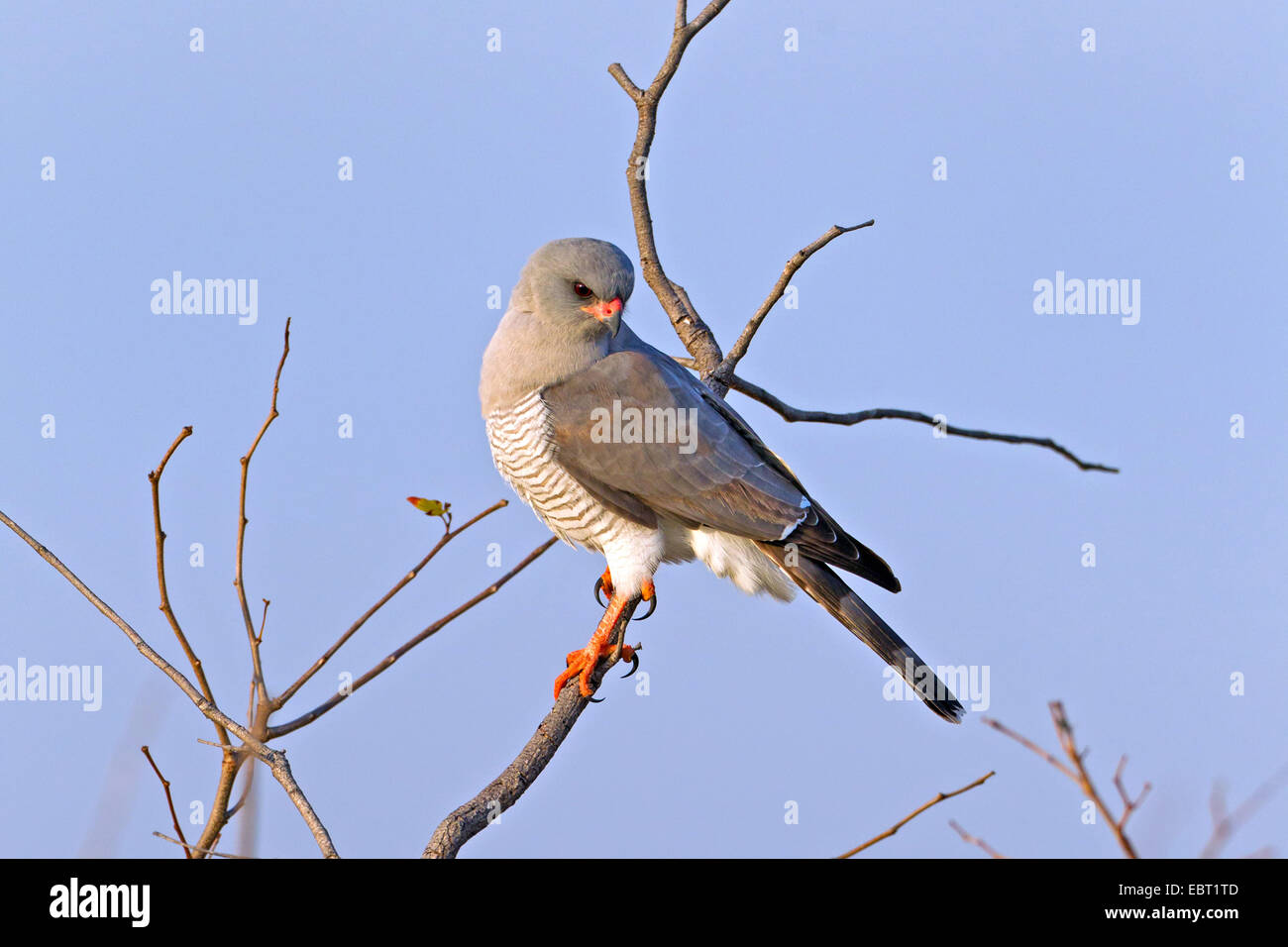 gabar goshawk (Micronisus gabar), sitting on a branch, South Africa ...