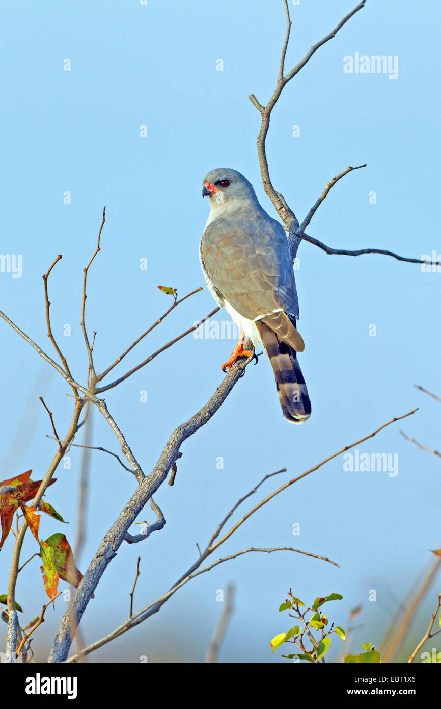 gabar goshawk (Micronisus gabar), sitting on a branch, South Africa ...