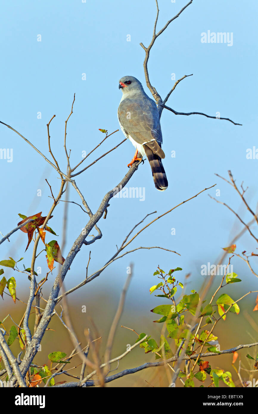 Gabar goshawk on a branch hi-res stock photography and images - Alamy
