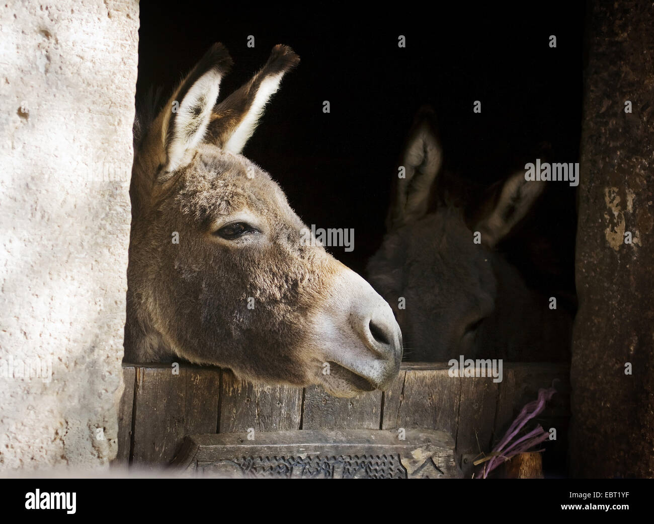 Donkeys stable hi-res stock photography and images - Alamy
