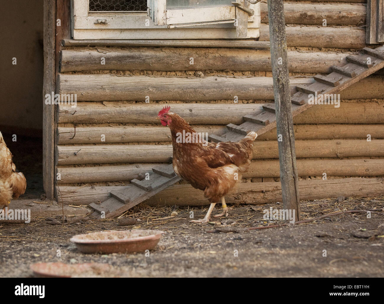 domestic fowl (Gallus gallus f. domestica), brown hen walking in front ...