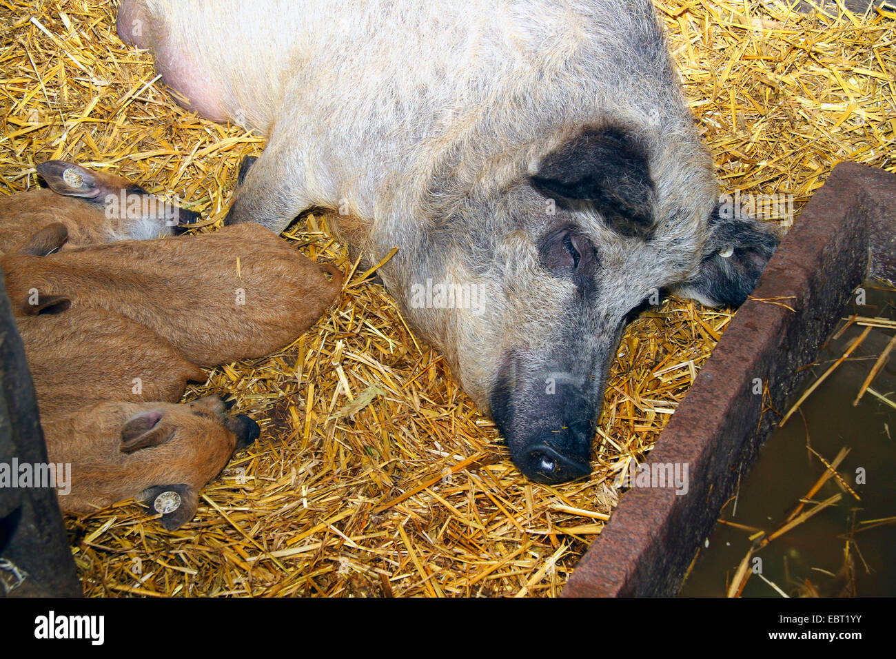 Wooly Pig (Sus scrofa f. domestica), sow and piglets sleeping in the ...