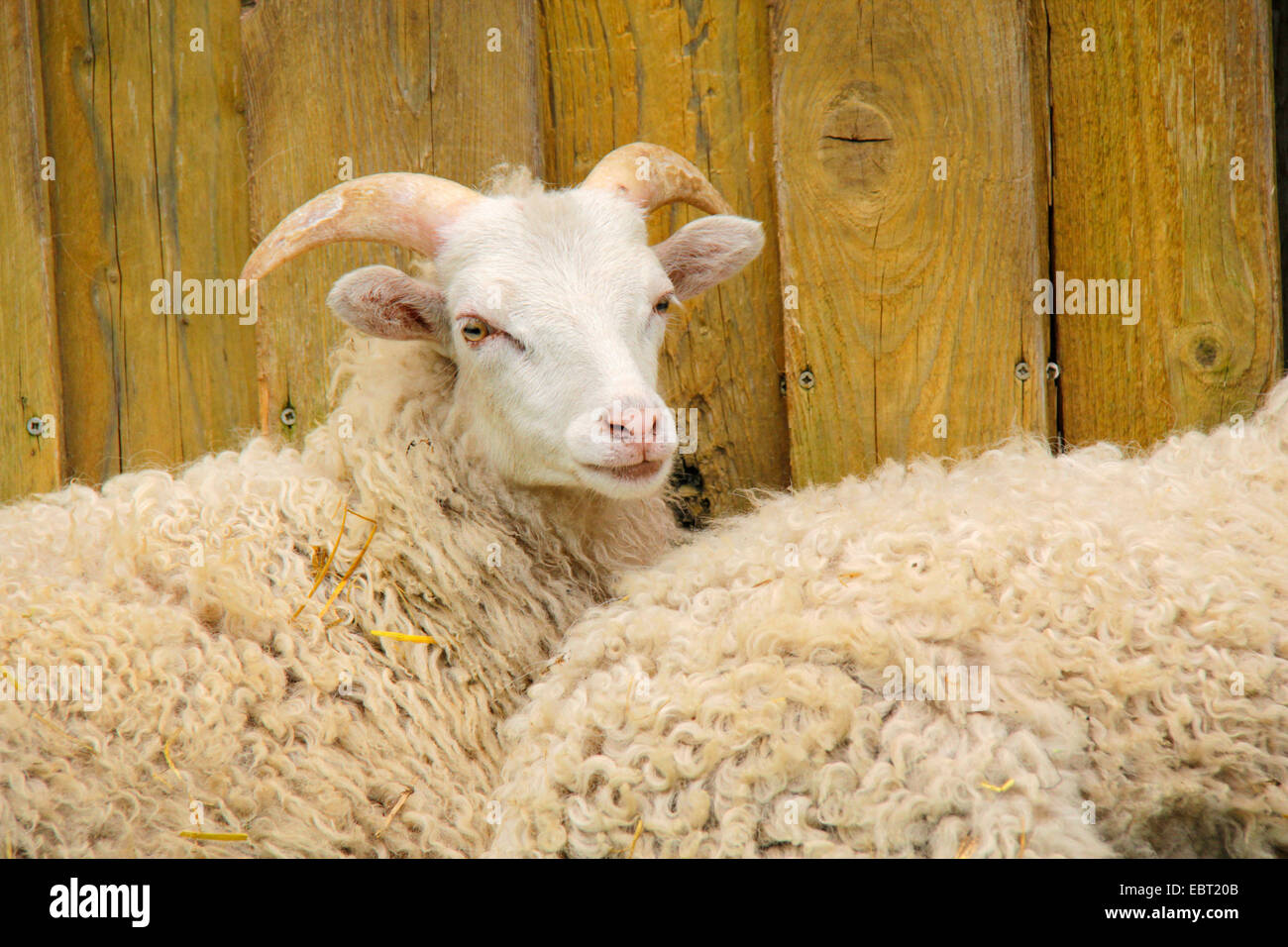 Skudde sheep (Ovis ammon f. aries), young male, endangered breed ...