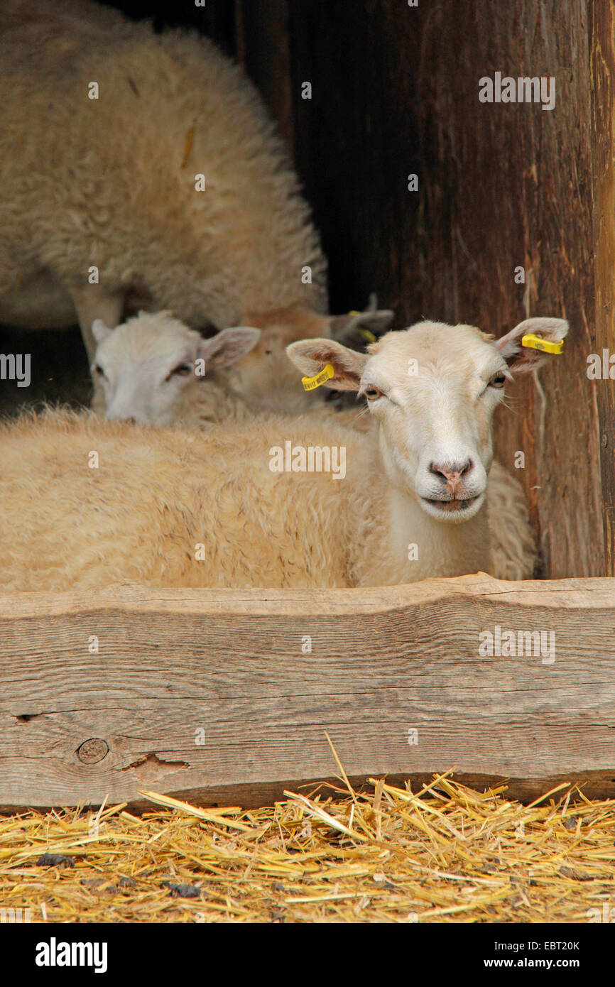 Skudde sheep (Ovis ammon f. aries), endangered breed, Germany ...