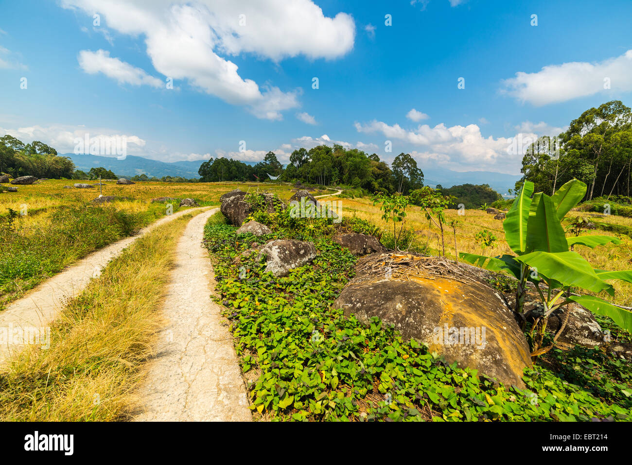 Winding country road leading through the multi colored rice fields of ...