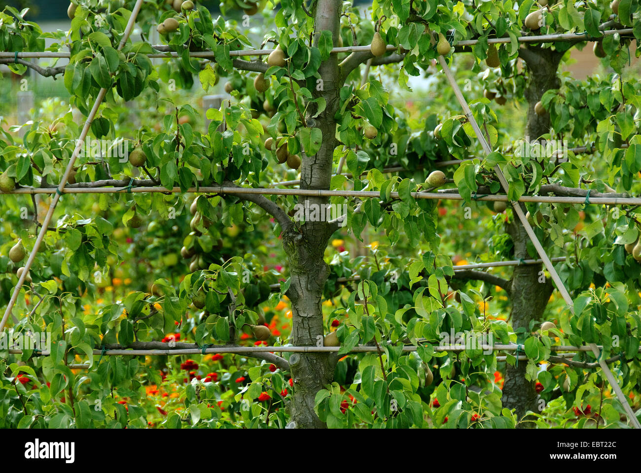 common pear (Pyrus communis 'Conference', Pyrus communis Conference ...