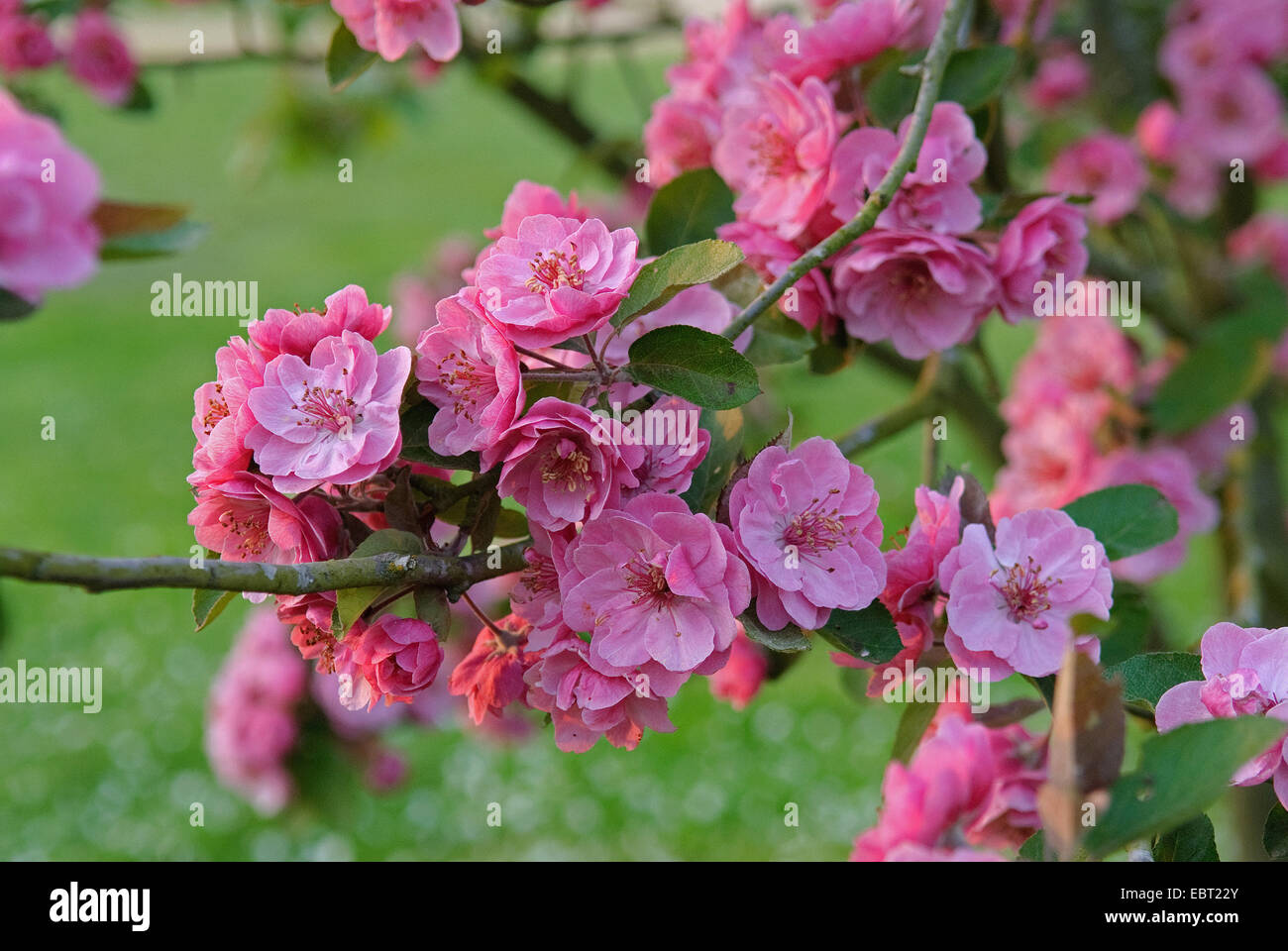 ornamental apple tree (Malus 'Brandy Magic', Malus Brandy Magic ...