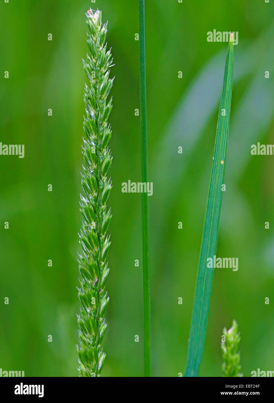 dog's-tail grass, crested dog's-tail (Cynosurus cristatus ...