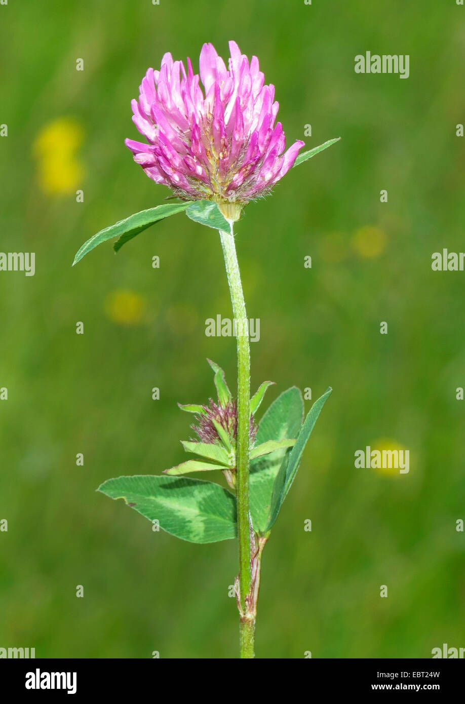 red clover (Trifolium pratense), blooming, Germany, Bavaria, Oberbayern ...