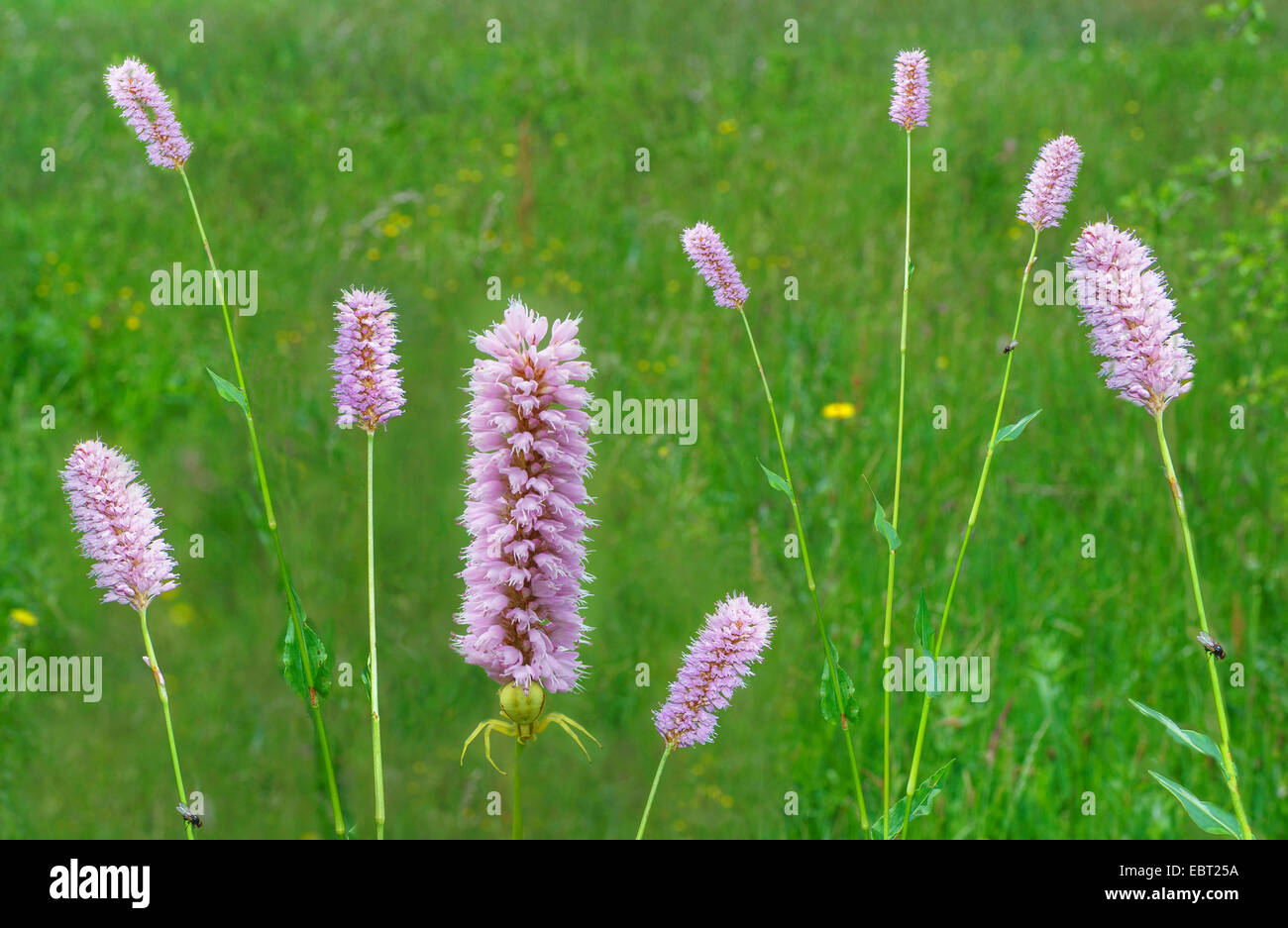 Common bistort, Meadow bistort (Polygonum bistorta, Bistorta ...