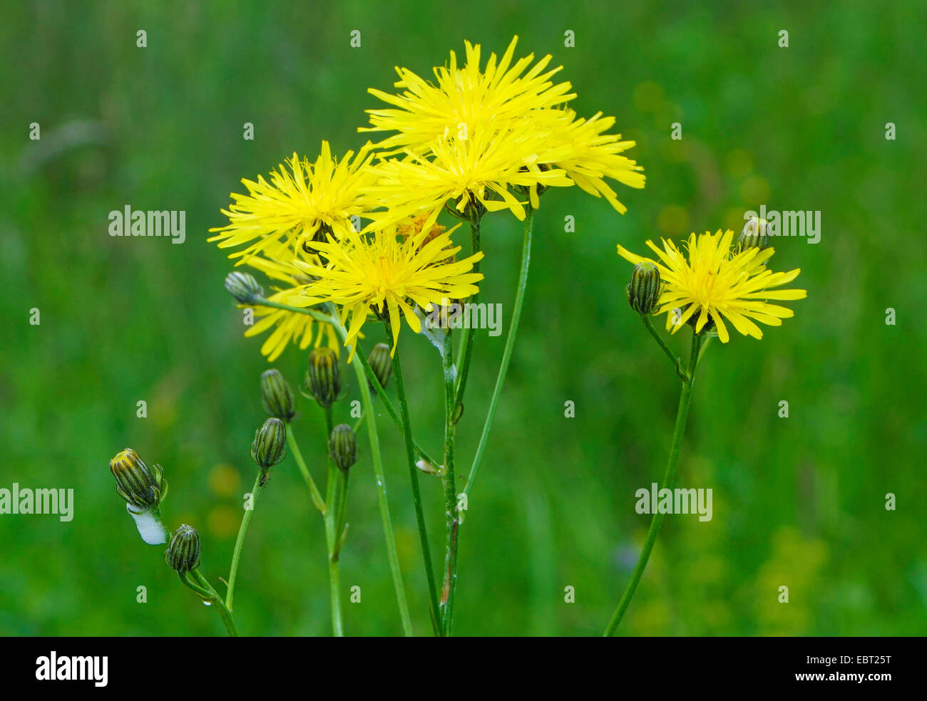 Rough hawk's-beard (Crepis biennis), blooming, Germany, Bavaria ...