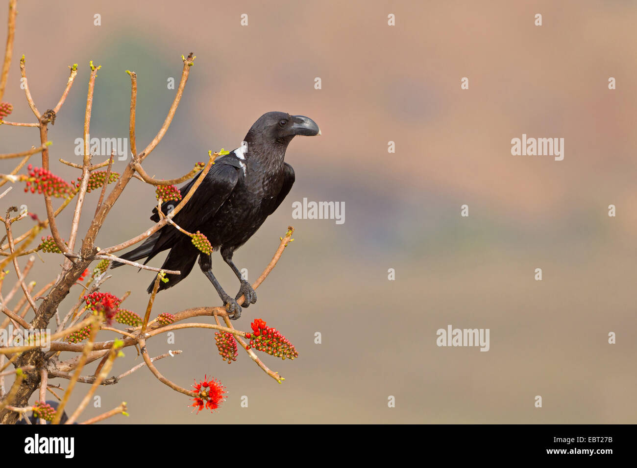 African white-necked raven, White-naped Raven (Corvus albicollis ...