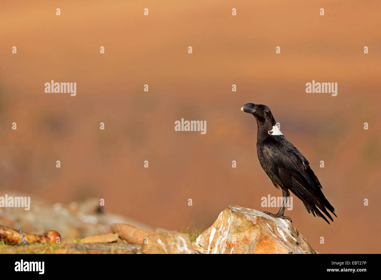African white-necked raven, White-naped Raven (Corvus albicollis ...