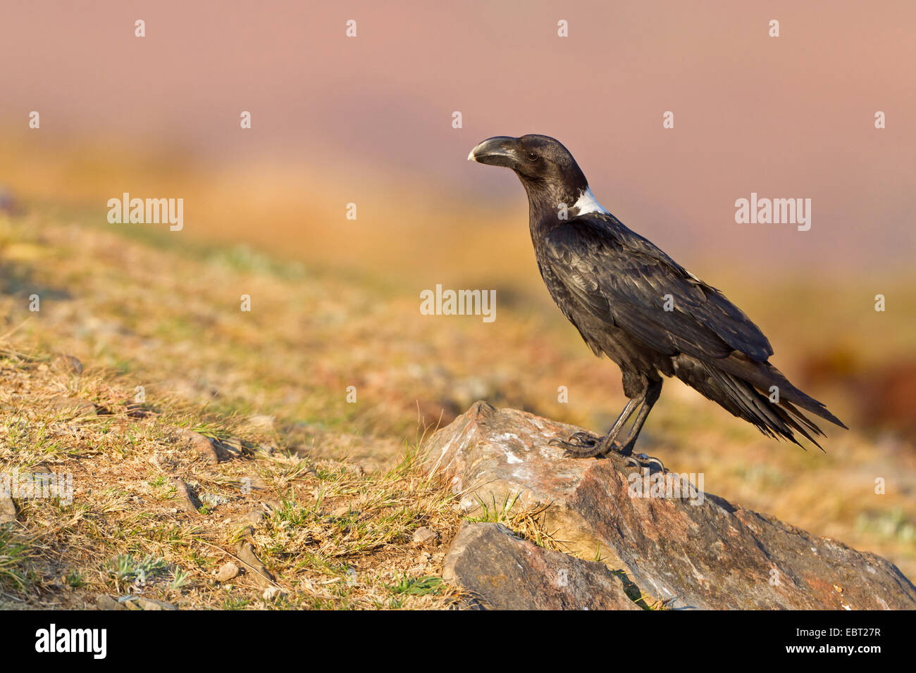 African white-necked raven, White-naped Raven (Corvus albicollis ...