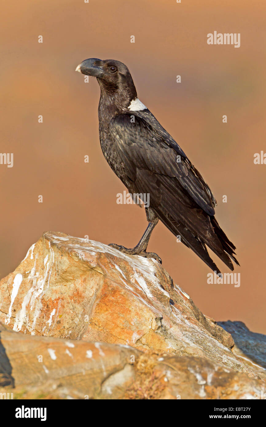 African White Necked Raven High Resolution Stock Photography and Images ...