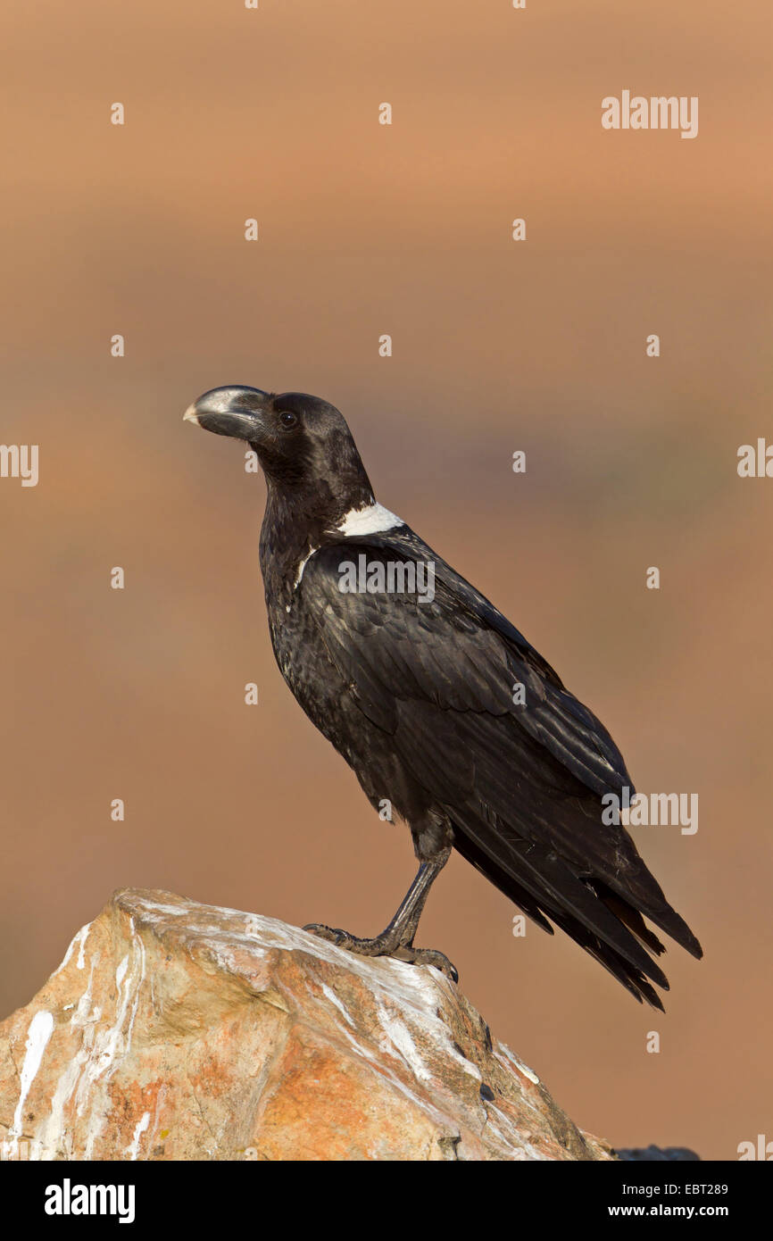 Side view raven on branch hi-res stock photography and images - Alamy