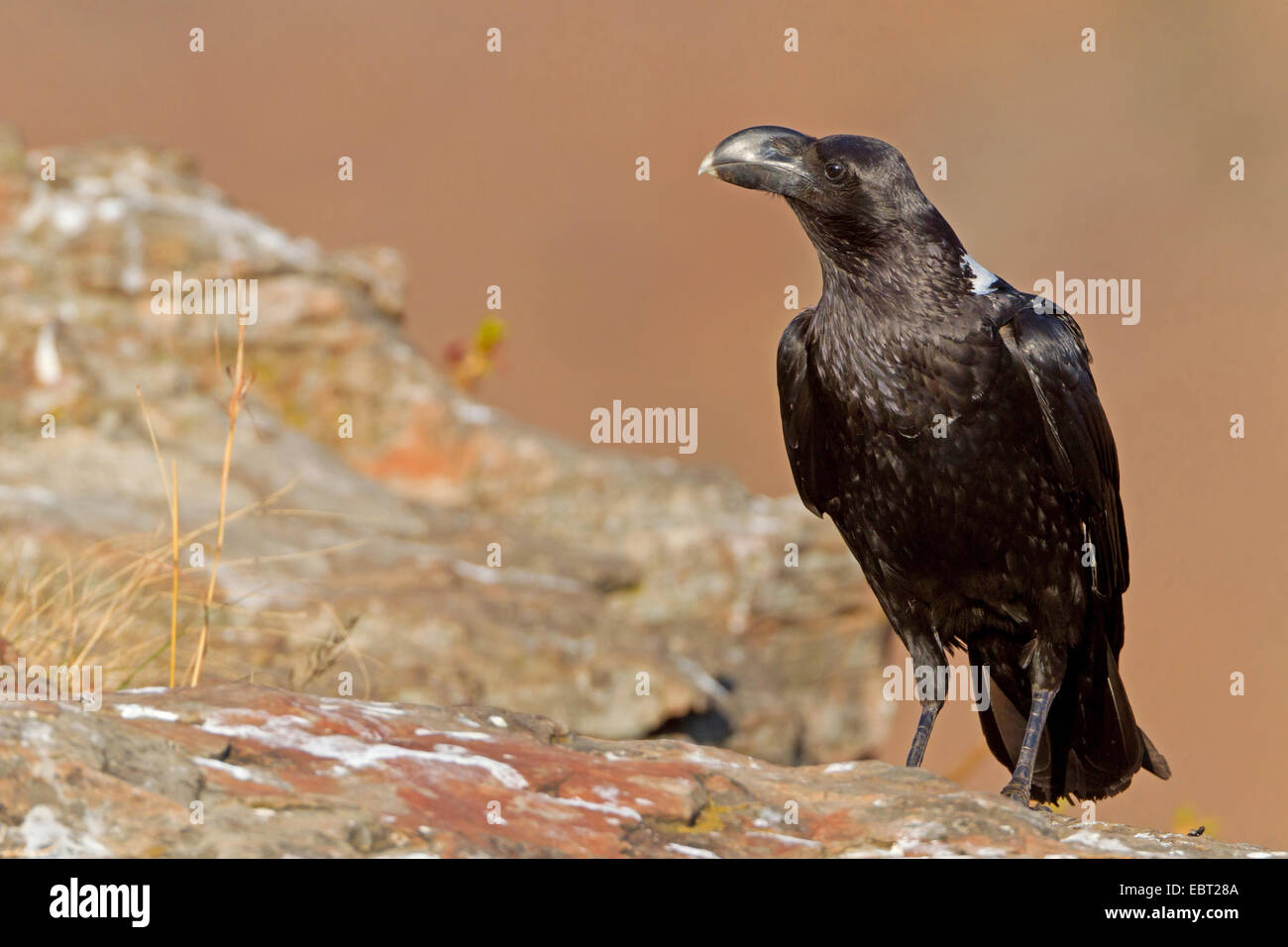 African white-necked raven, White-naped Raven (Corvus albicollis ...