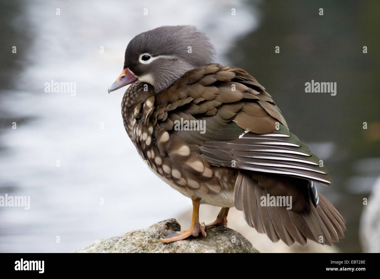 Female Mandarin Duck Stock Photo - Alamy