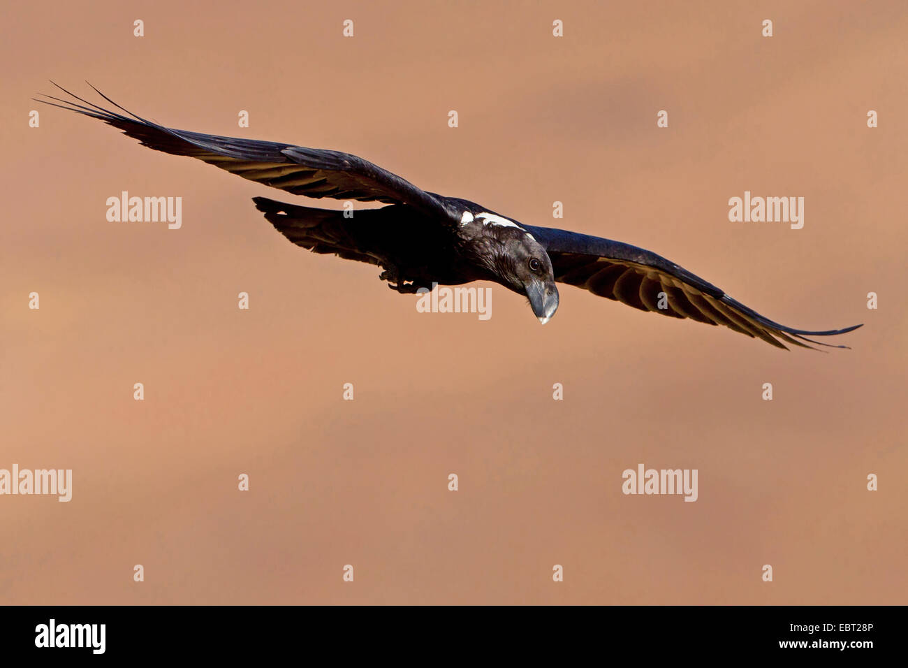 African white-necked raven, White-naped Raven (Corvus albicollis ...