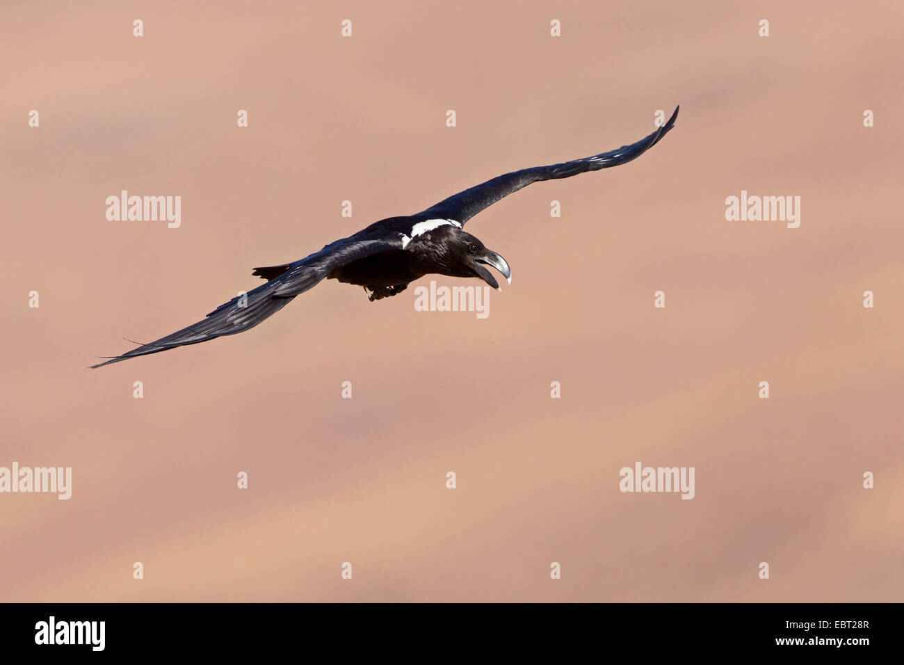 White necked ravens hi-res stock photography and images - Alamy