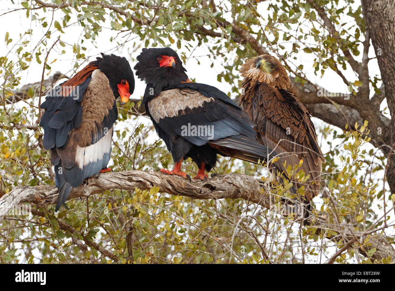 Bateleur, Bateleur eagle (Terathopius ecaudatus), two common black ...
