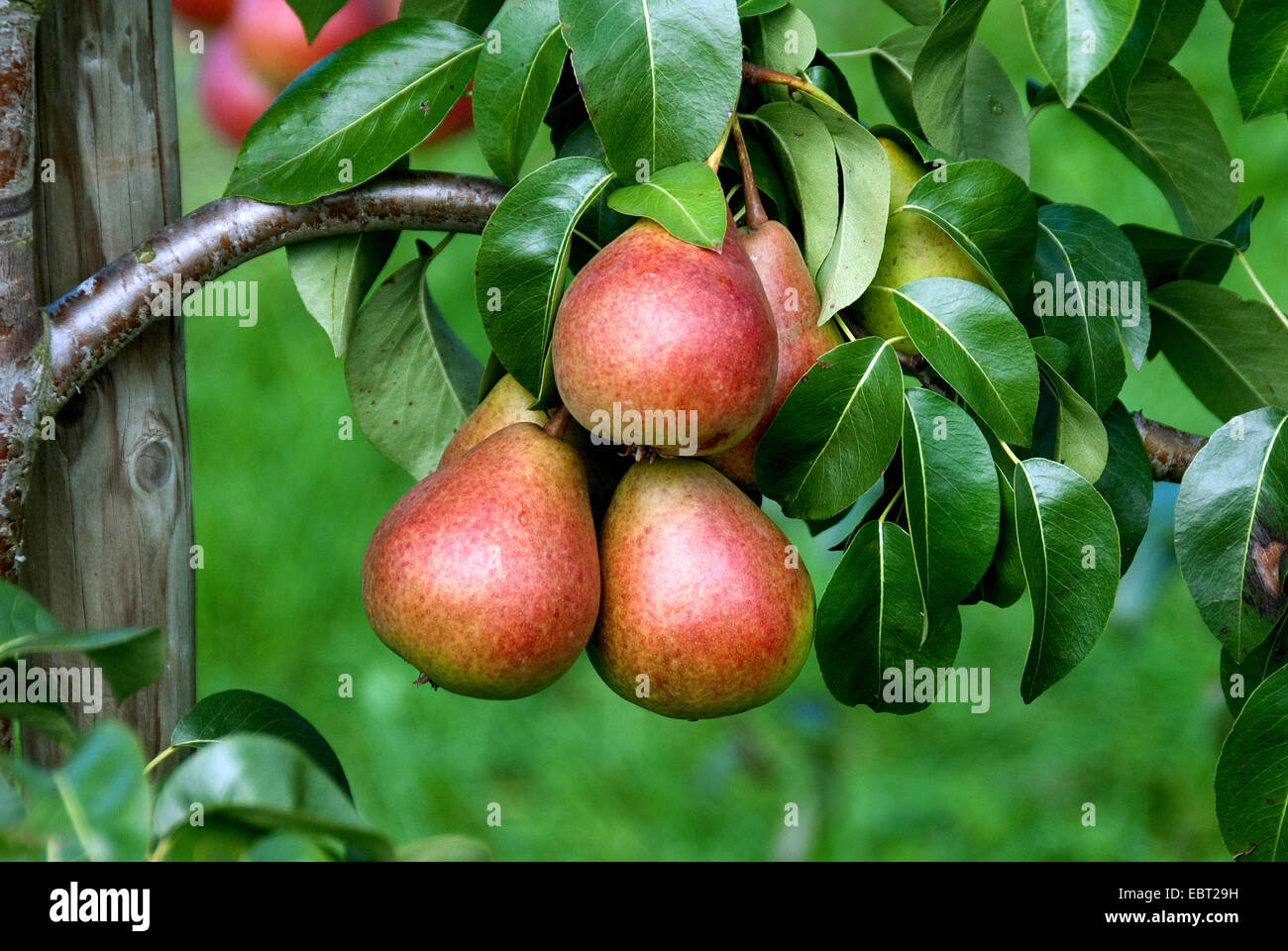Pear cultivars hi-res stock photography and images - Alamy