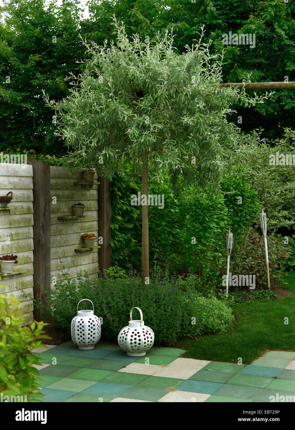 Willow Leafed Pear (Pyrus salicifolia 'Pendula', Pyrus salicifolia ...