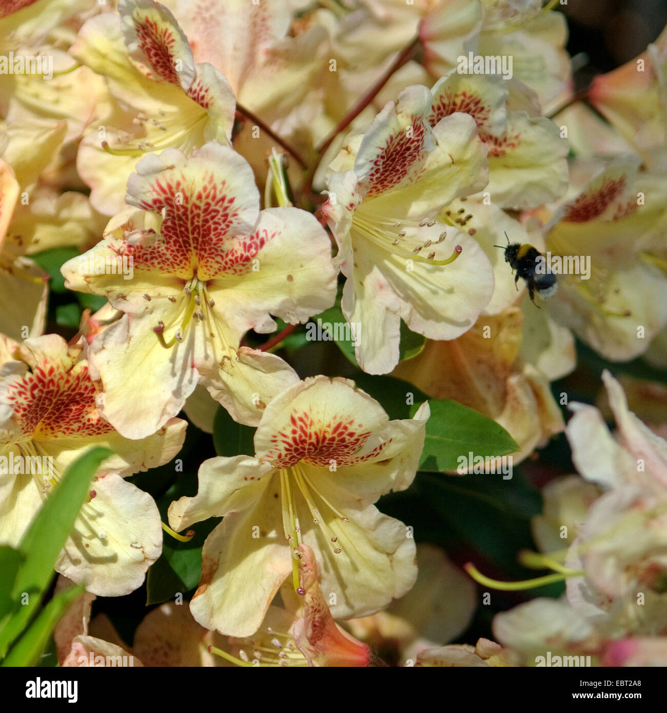 rhododendron (Rhododendron ''Fiorette', Rhododendron Fiorette ...